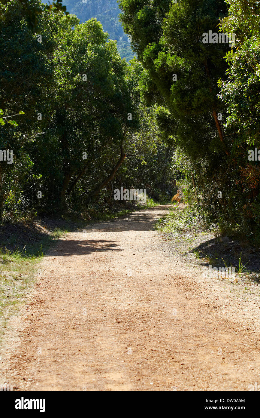 Dirt track road Stock Photo - Alamy