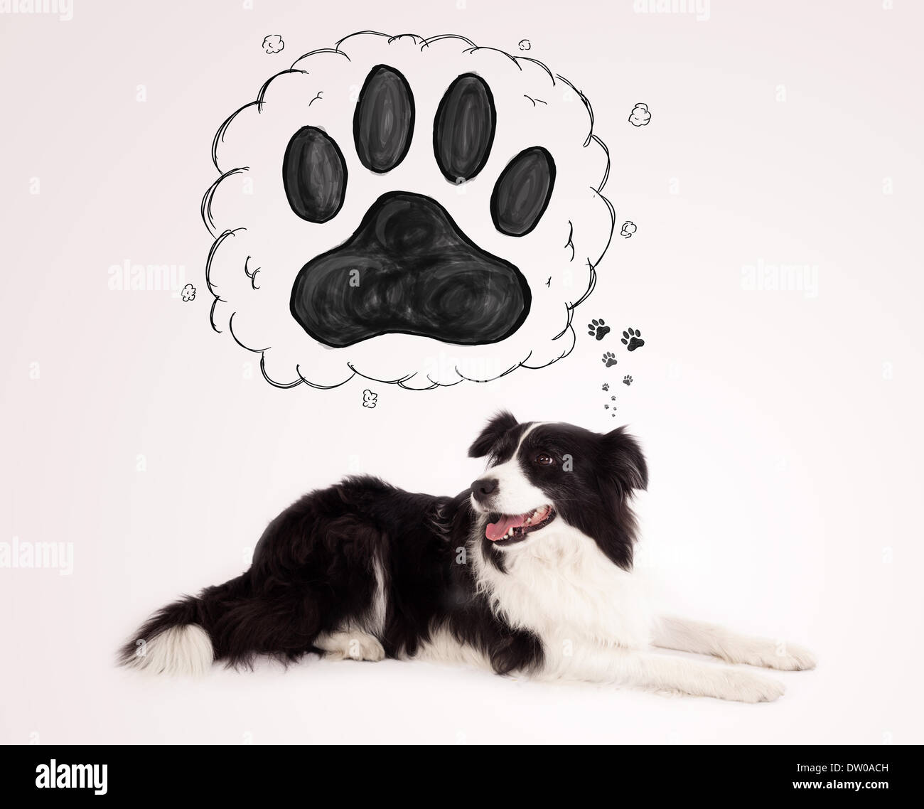 Cute border collie with paw above her head Stock Photo - Alamy
