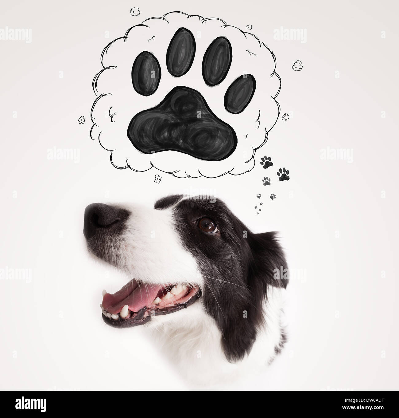 Cute border collie with paw above her head Stock Photo - Alamy