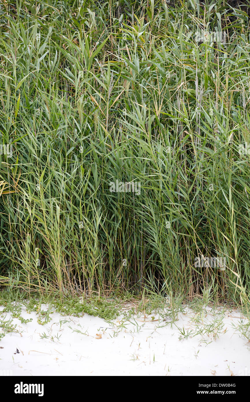 Long wild grass at the beach Stock Photo - Alamy