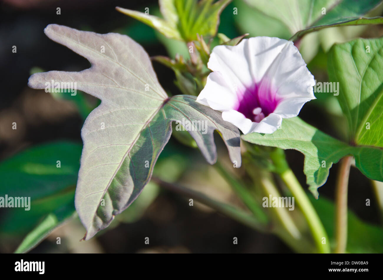 Sweet potato flower Stock Photo - Alamy