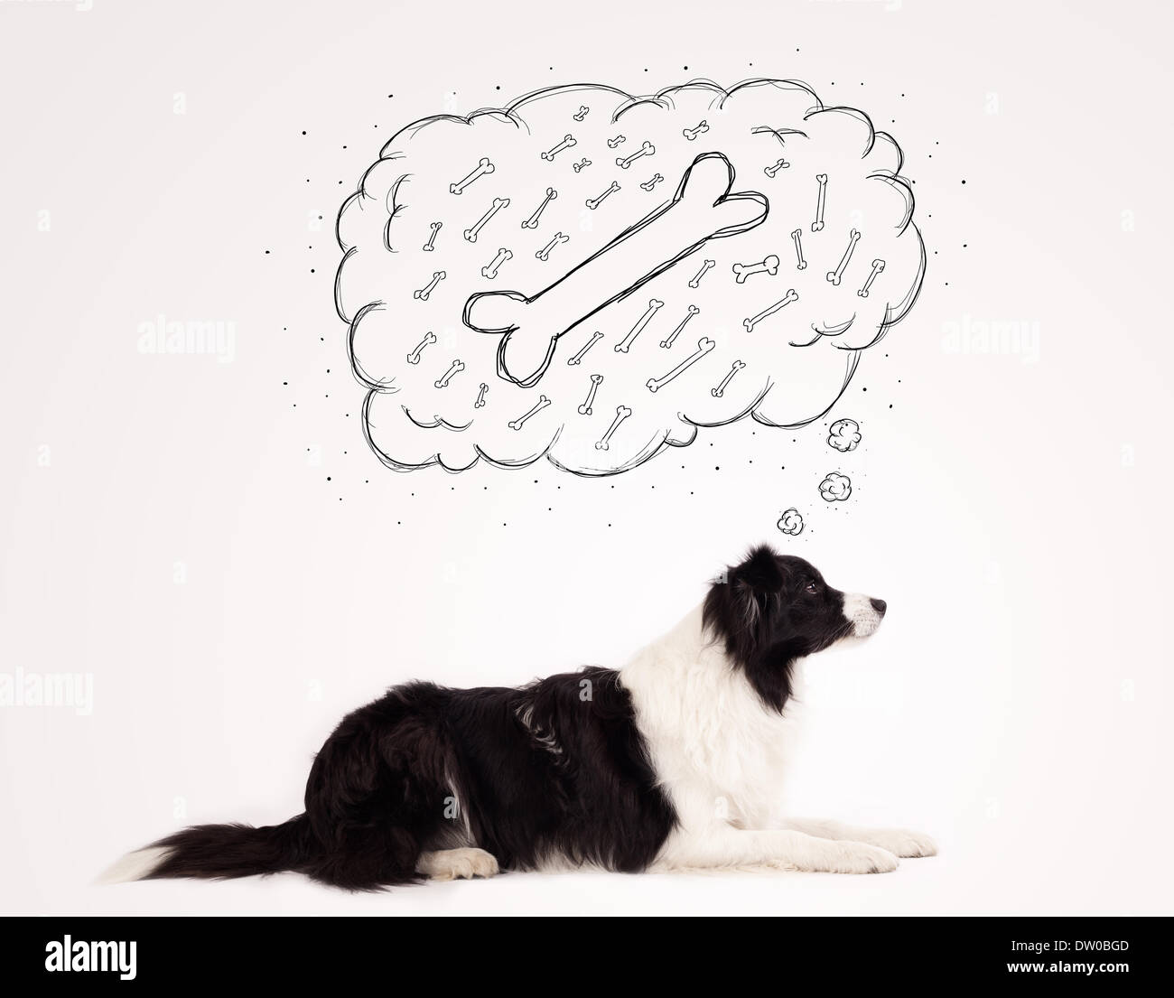 Border collie with thought bubble thinking about a bone Stock Photo - Alamy