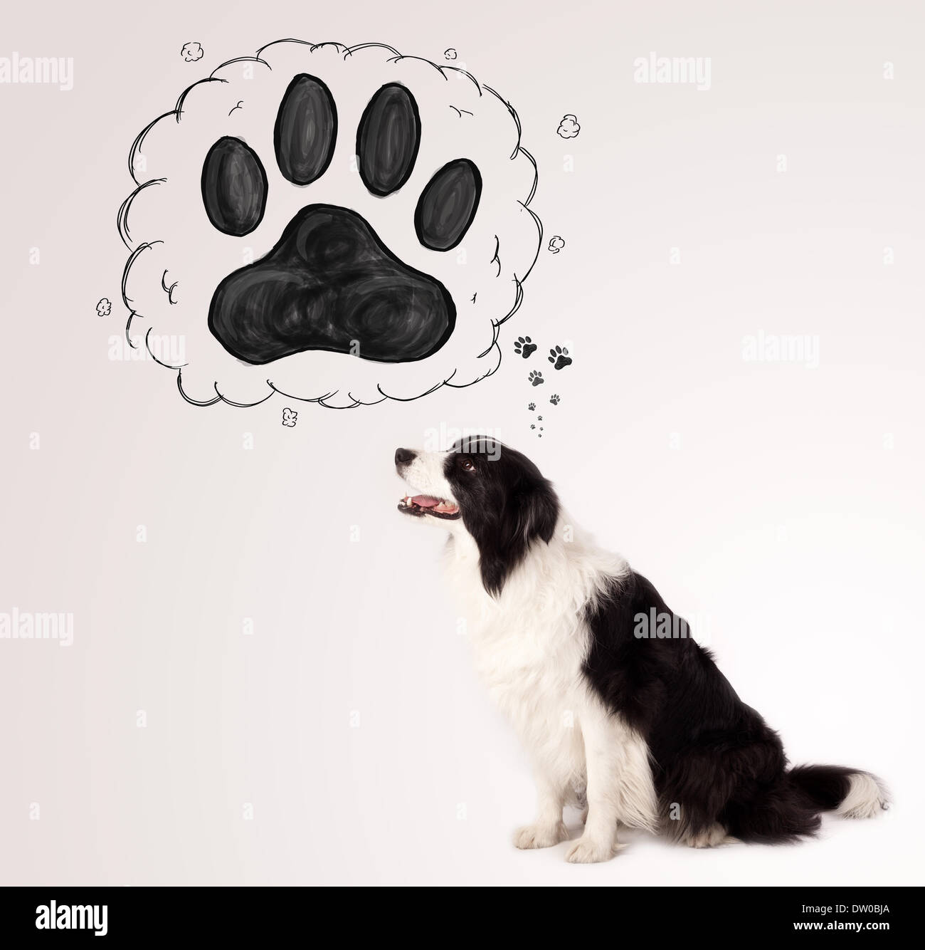 Cute border collie with paw above her head Stock Photo - Alamy
