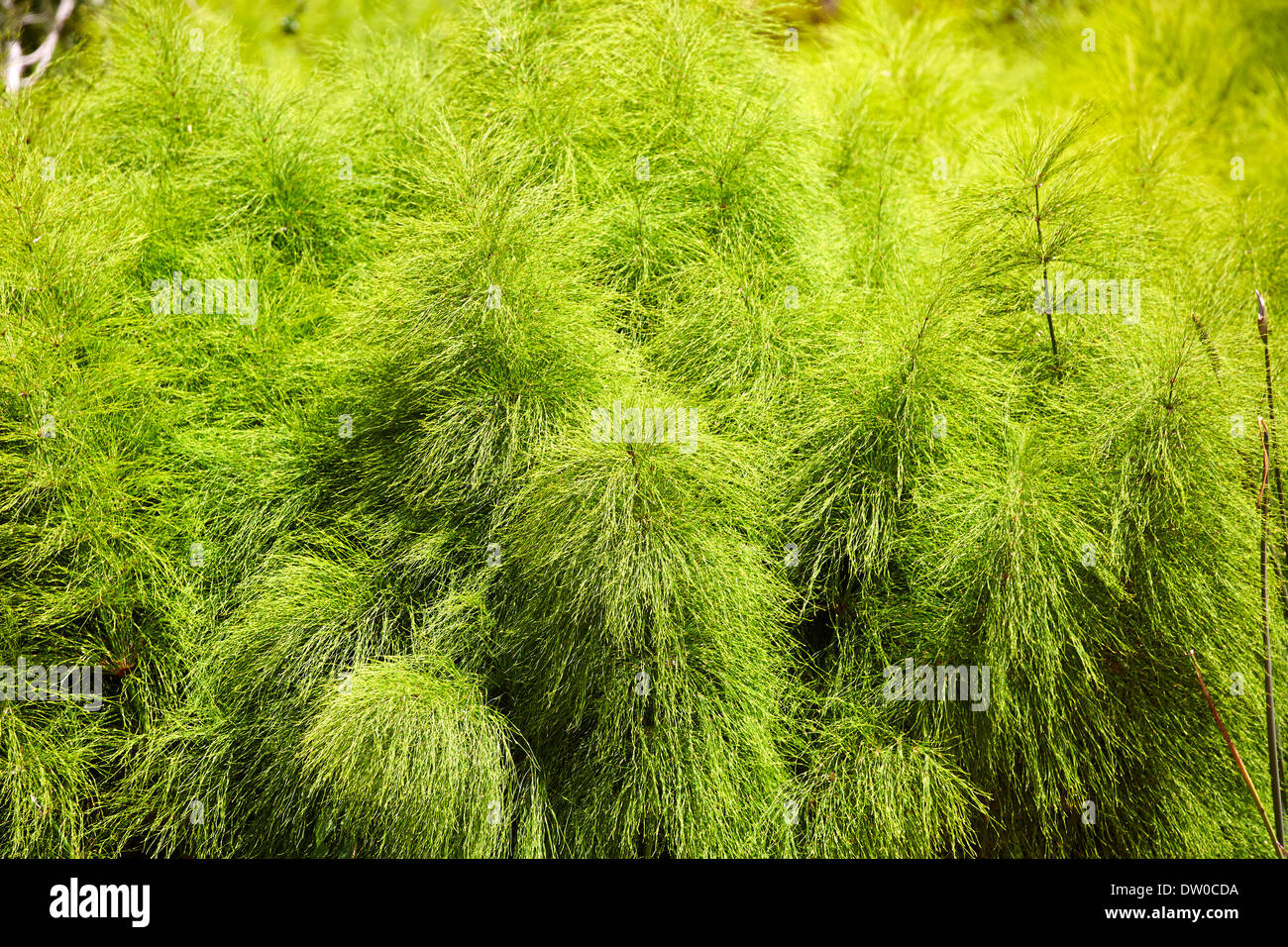 Tree planation hi-res stock photography and images - Alamy