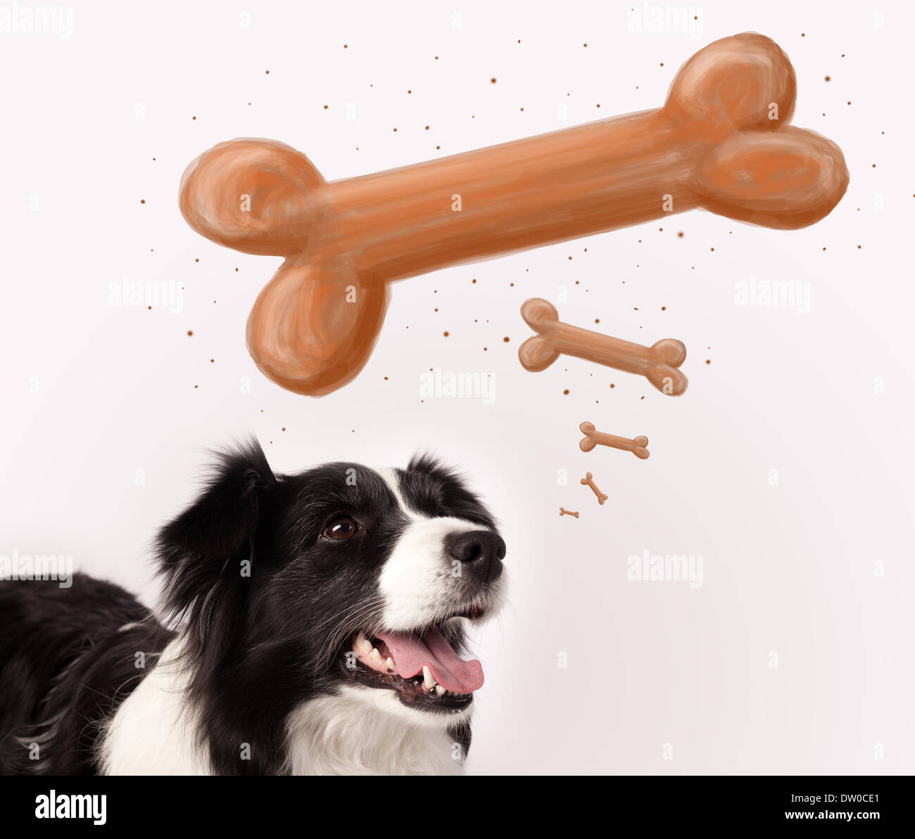 Border collie thinking bone hi-res stock photography and images - Alamy