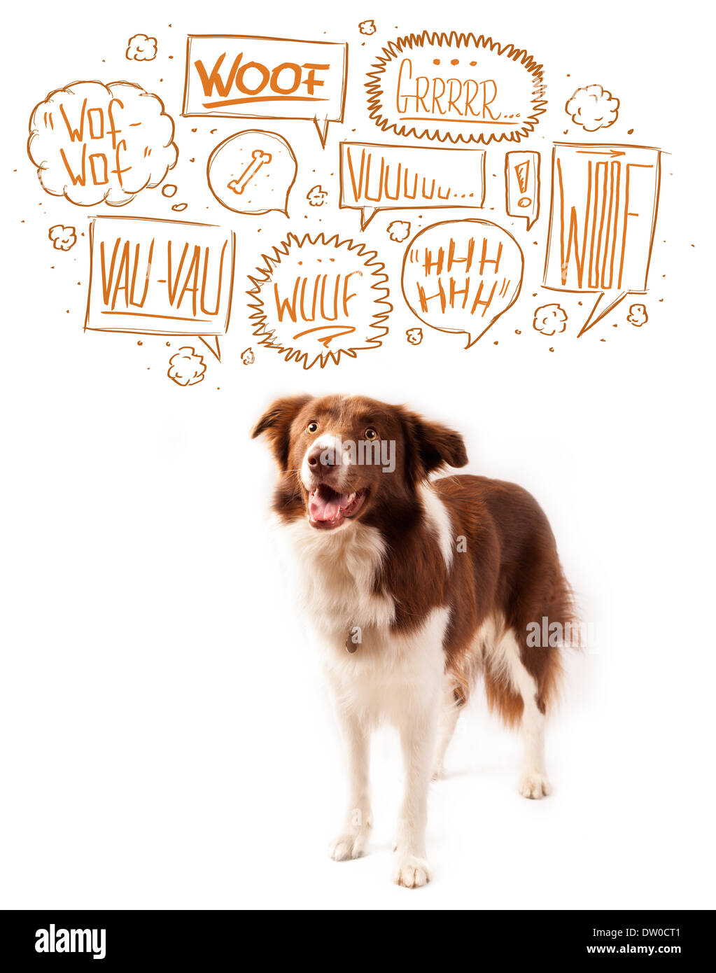 Barking border collie Cut Out Stock Images & Pictures - Alamy