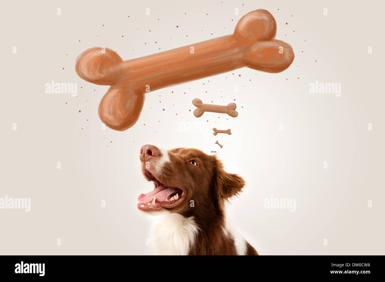 Border collie thinking bone hi-res stock photography and images - Alamy