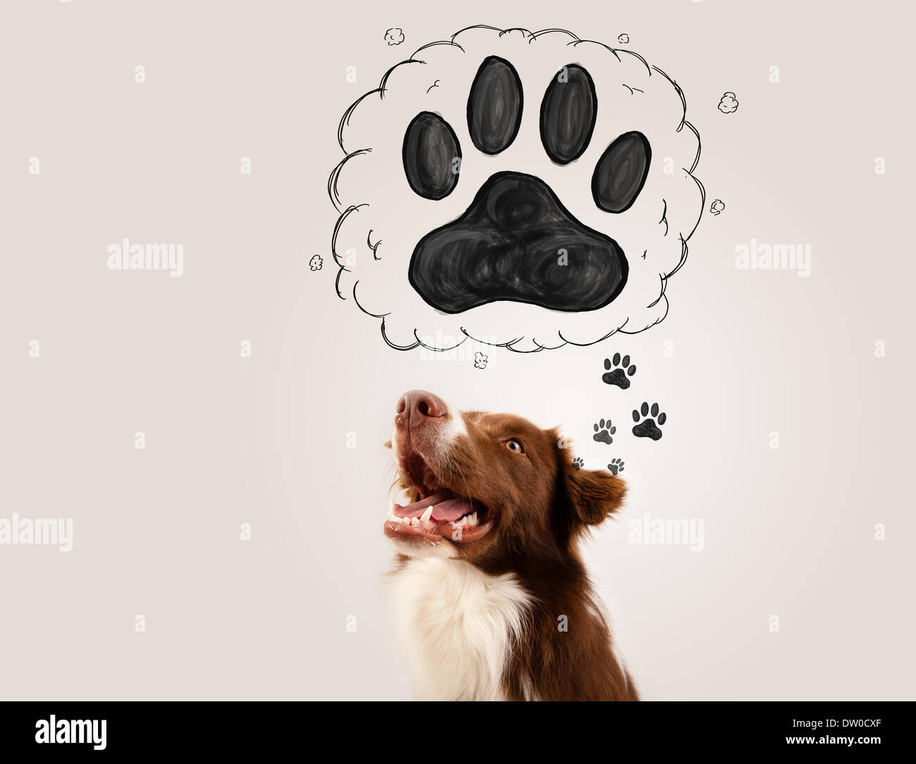 Cute border collie with paw above her head Stock Photo - Alamy