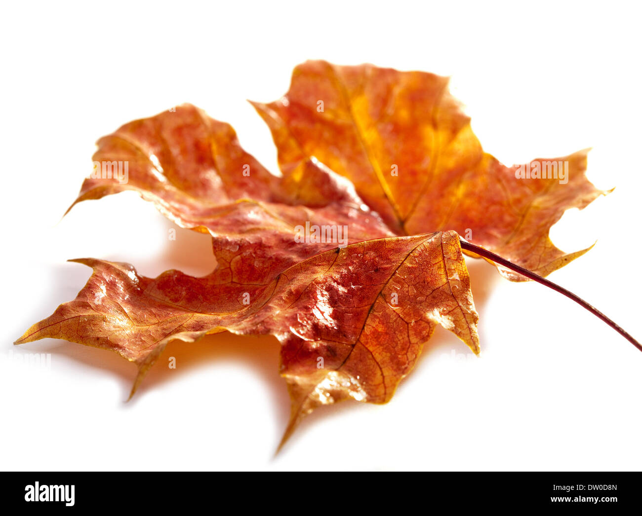 dry maple leaf Stock Photo - Alamy