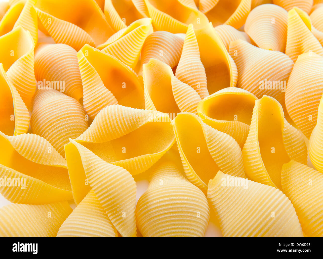 Olive shell hi-res stock photography and images - Alamy