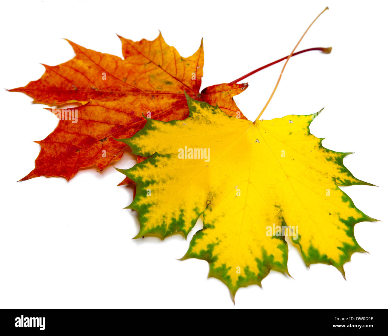 Two color leaf hi-res stock photography and images - Alamy