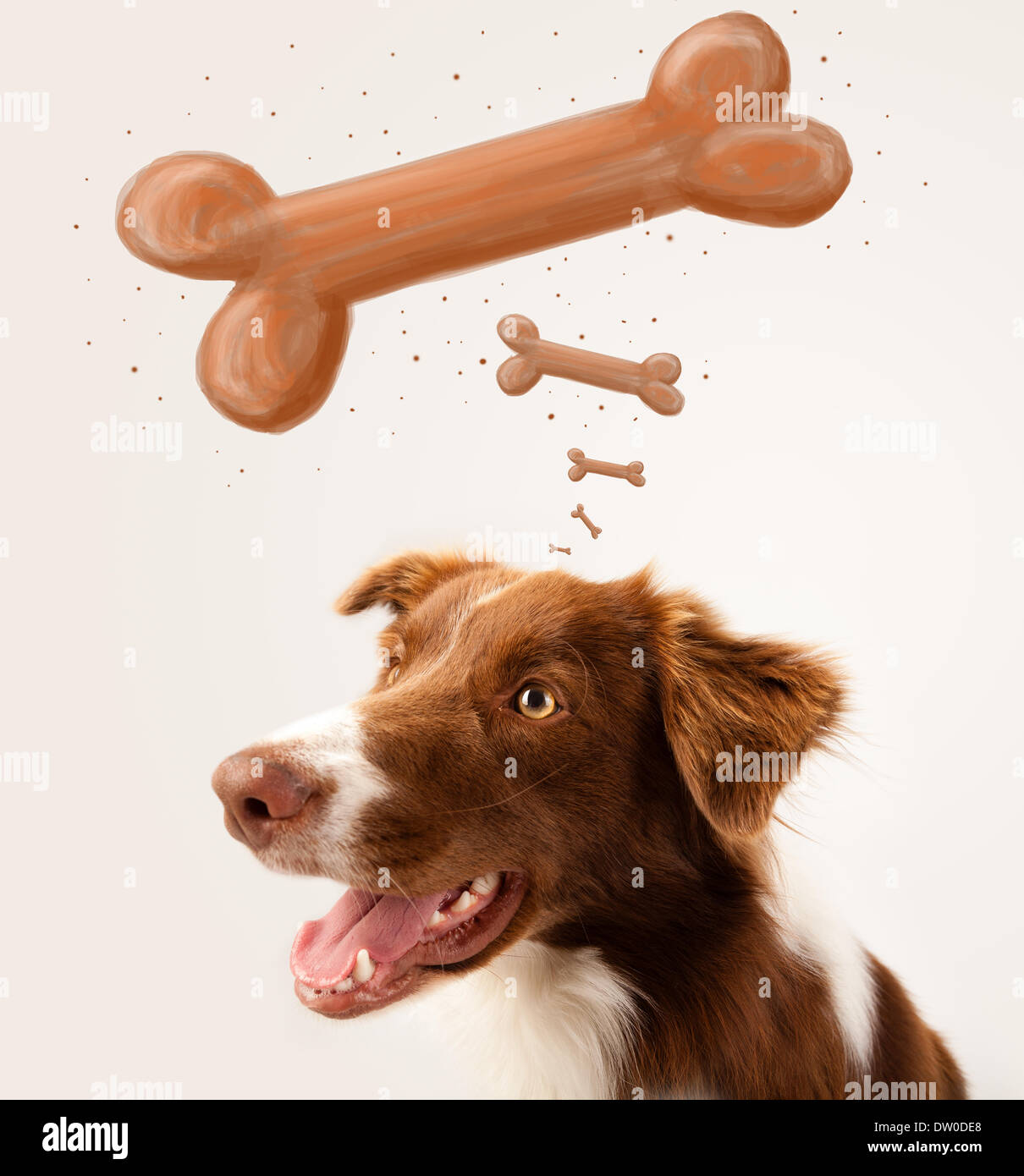 Border collie thinking bone hi-res stock photography and images - Alamy