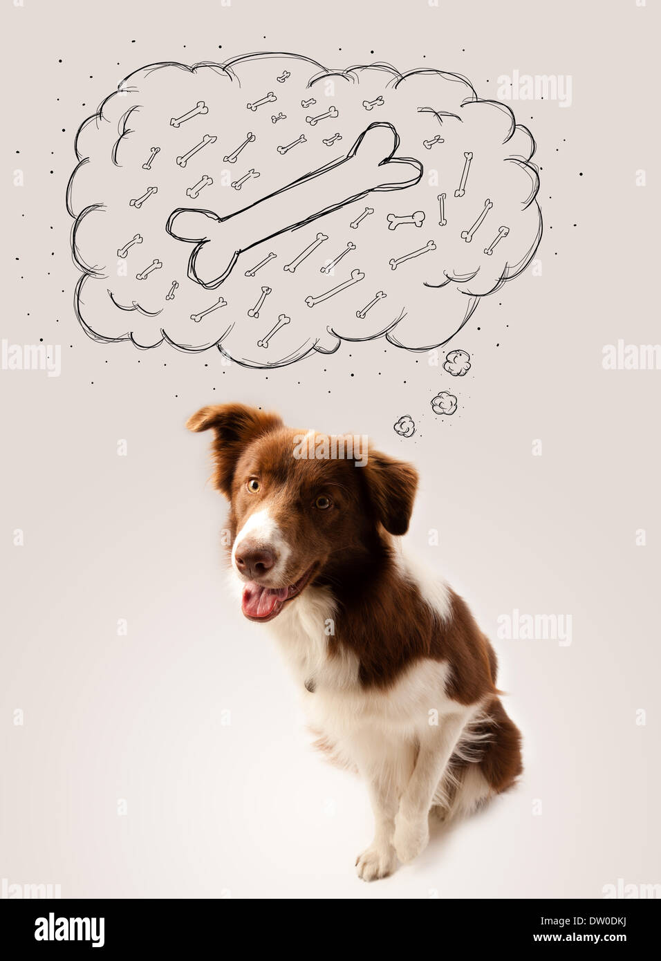 Border collie with thought bubble thinking about a bone Stock Photo - Alamy