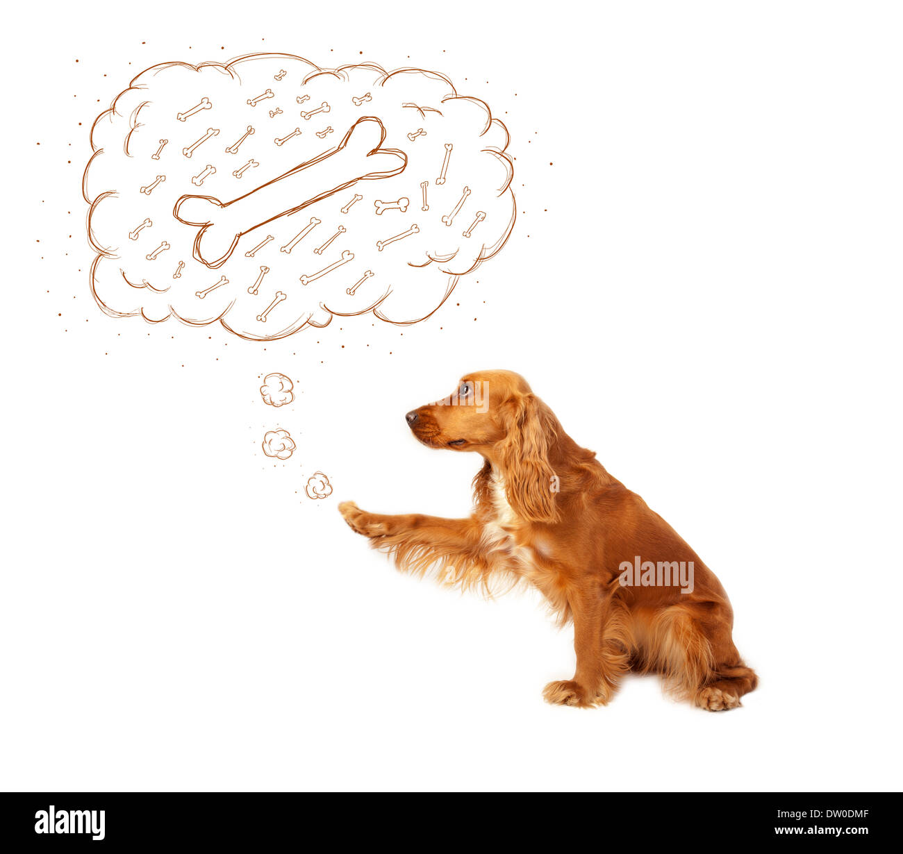 Cute dog with thought bubble thinking about a bone Stock Photo - Alamy