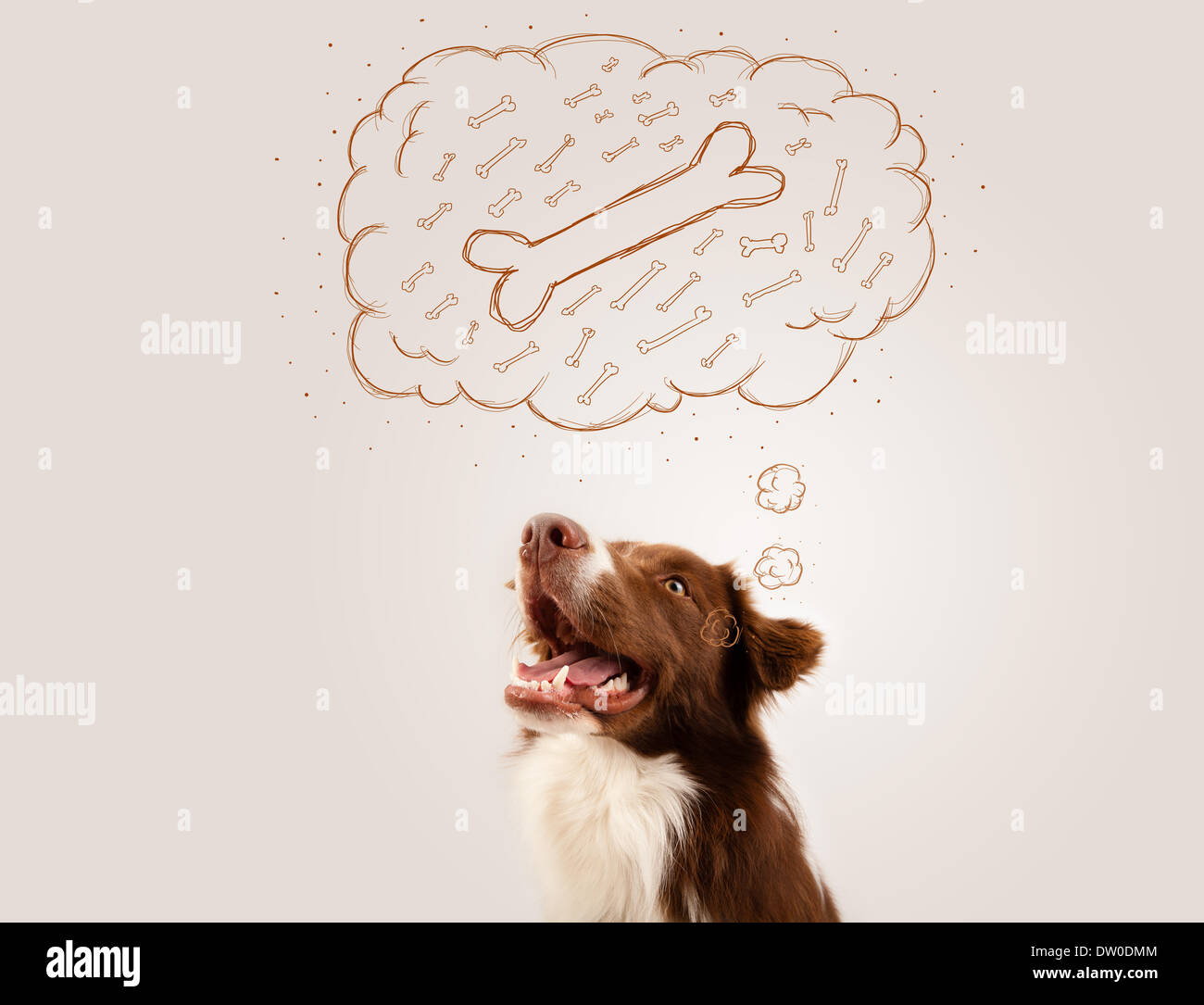 Border collie with thought bubble thinking about a bone Stock Photo - Alamy