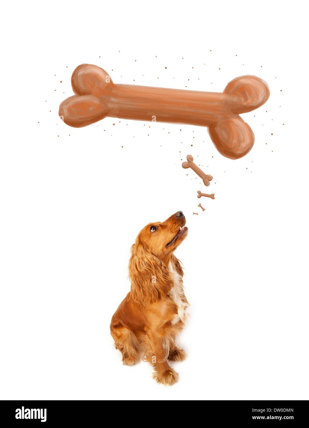 Cute cocker spaniel thinking about a bone Stock Photo - Alamy