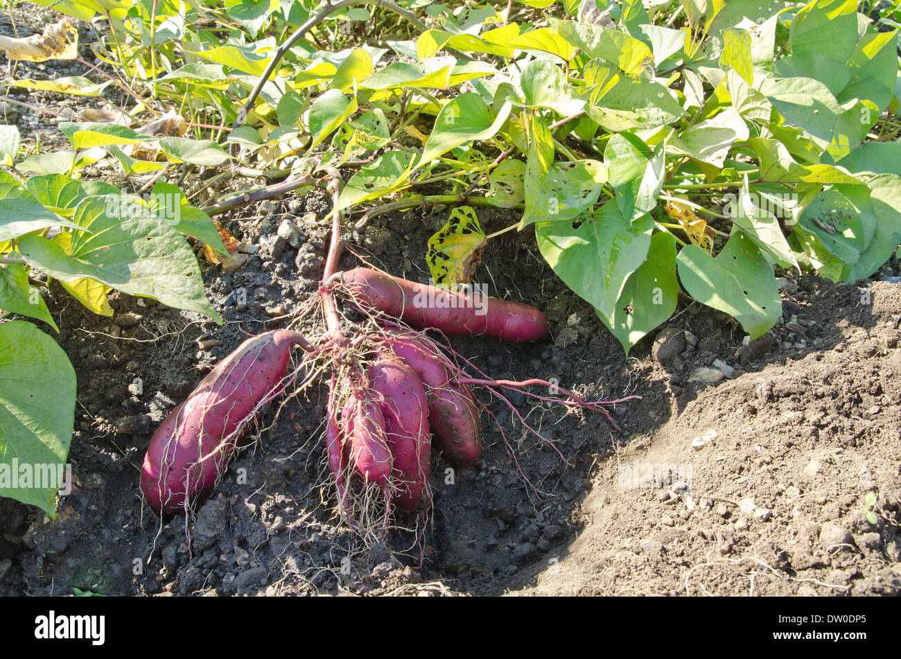 Purple sweet potato field hi-res stock photography and images - Alamy