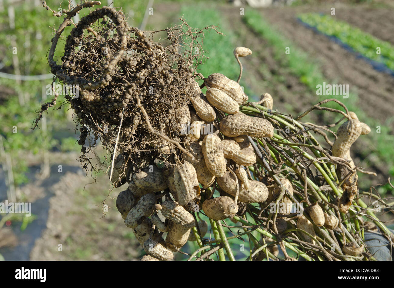 Vegetable garden and peanuts hi-res stock photography and images - Alamy