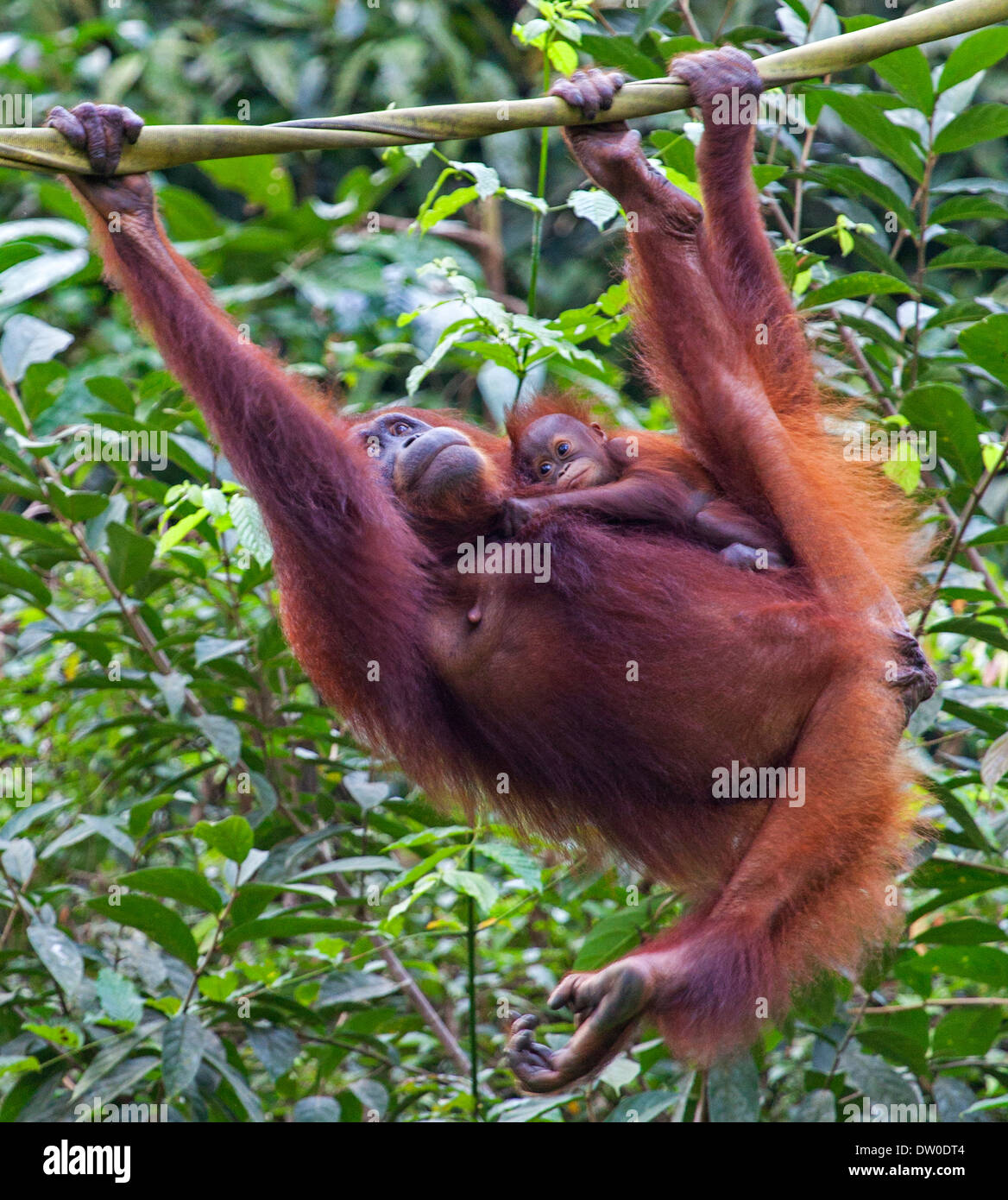 Mother and baby orangutan hi-res stock photography and images - Alamy