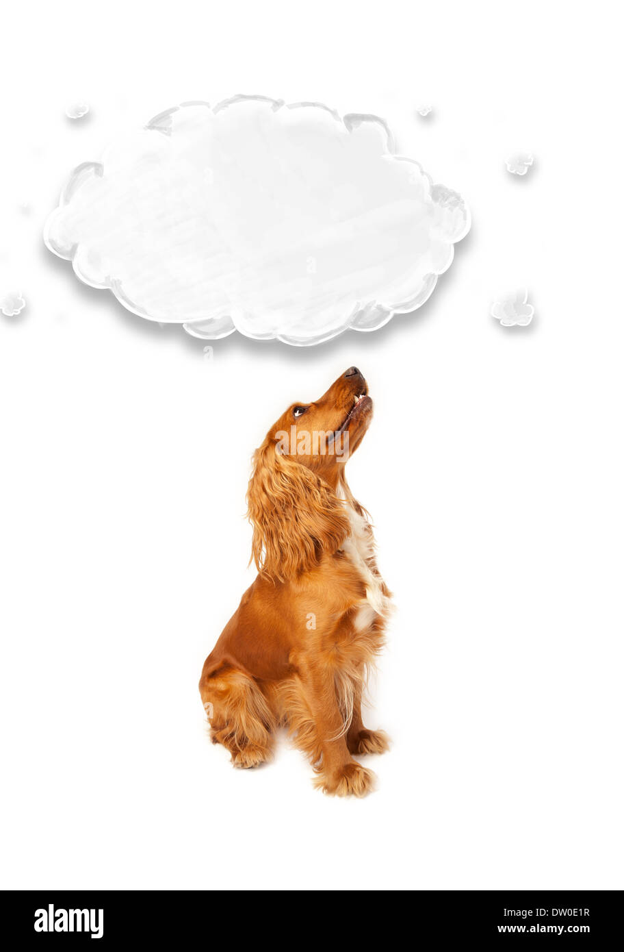 Cute cocker spaniel with cloud Stock Photo - Alamy