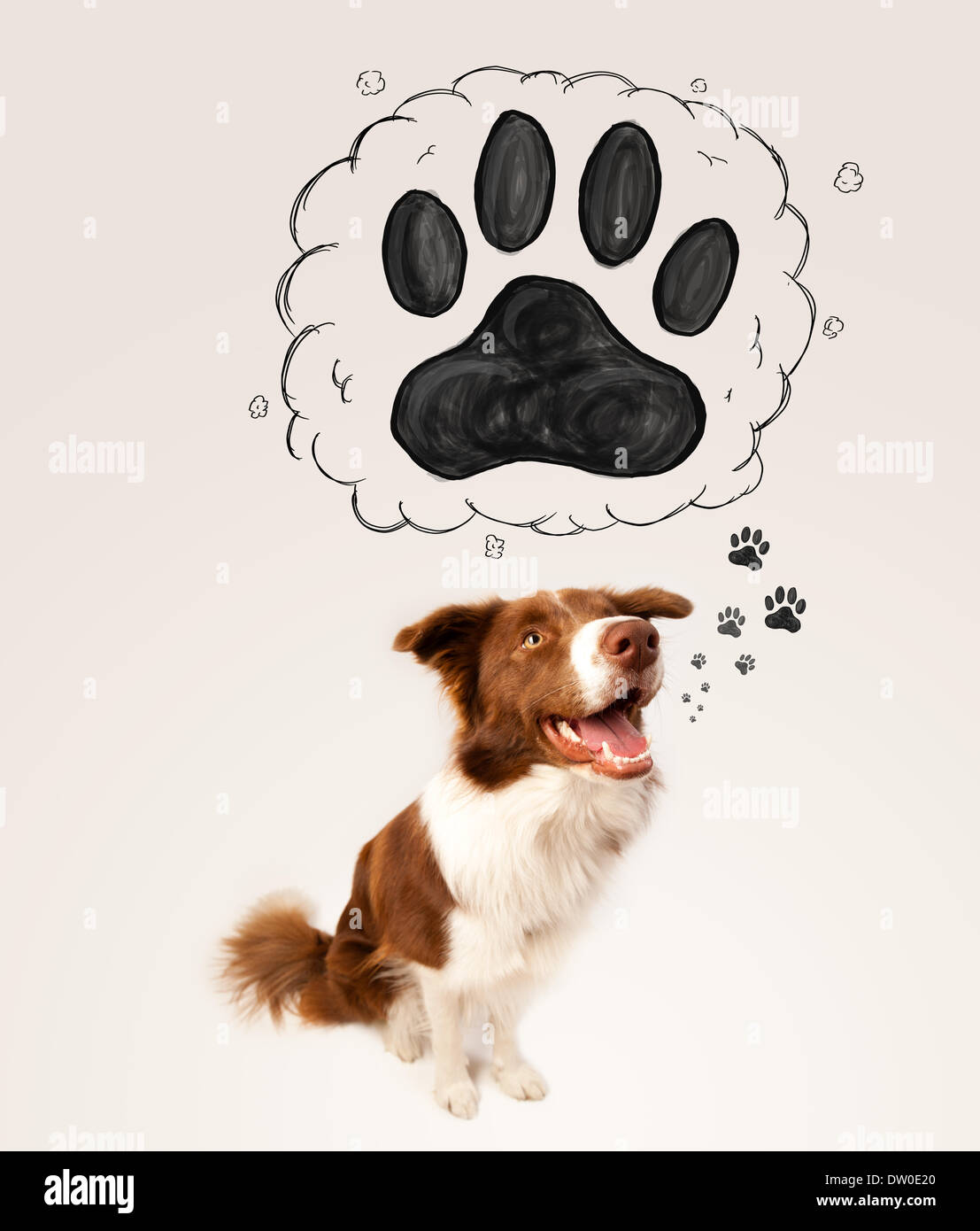 Cute border collie with paw above her head Stock Photo - Alamy