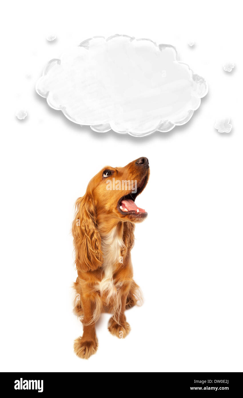 Cute cocker spaniel with cloud Stock Photo - Alamy