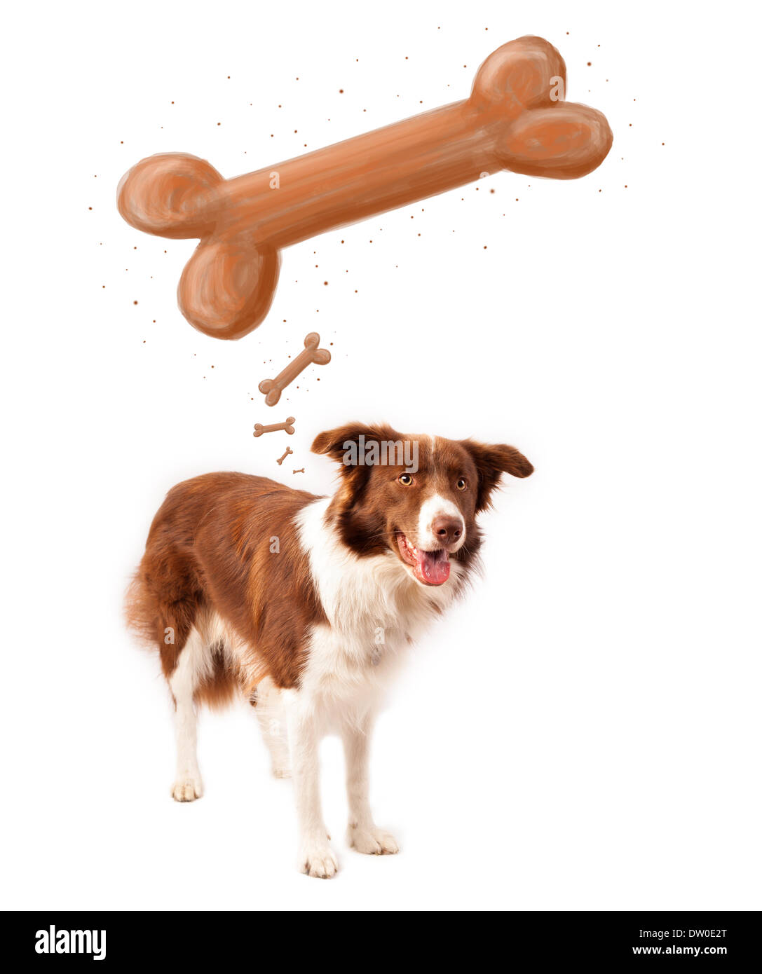 Border collie thinking bone hi-res stock photography and images - Alamy