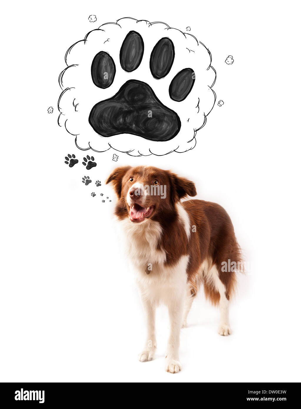 Border collie paw Cut Out Stock Images & Pictures - Alamy