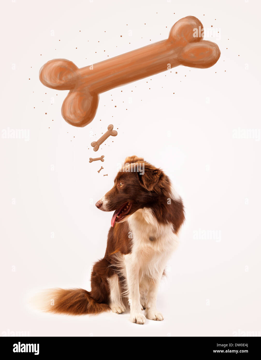 Border collie thinking bone hi-res stock photography and images - Alamy