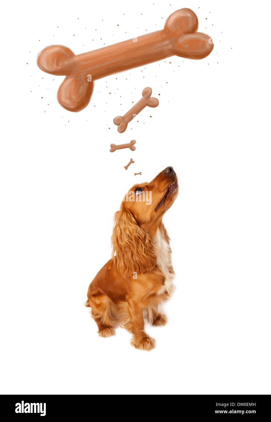 Cute cocker spaniel thinking about a bone Stock Photo - Alamy