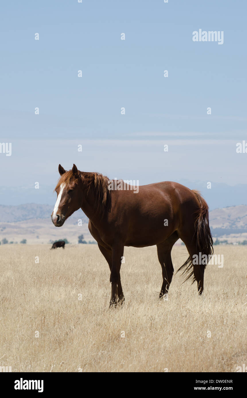 California horse ranch hi-res stock photography and images - Alamy