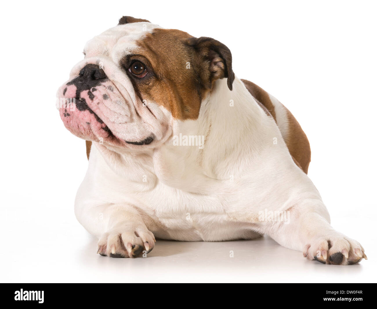 english bulldog laying down isolated on white background Stock Photo ...
