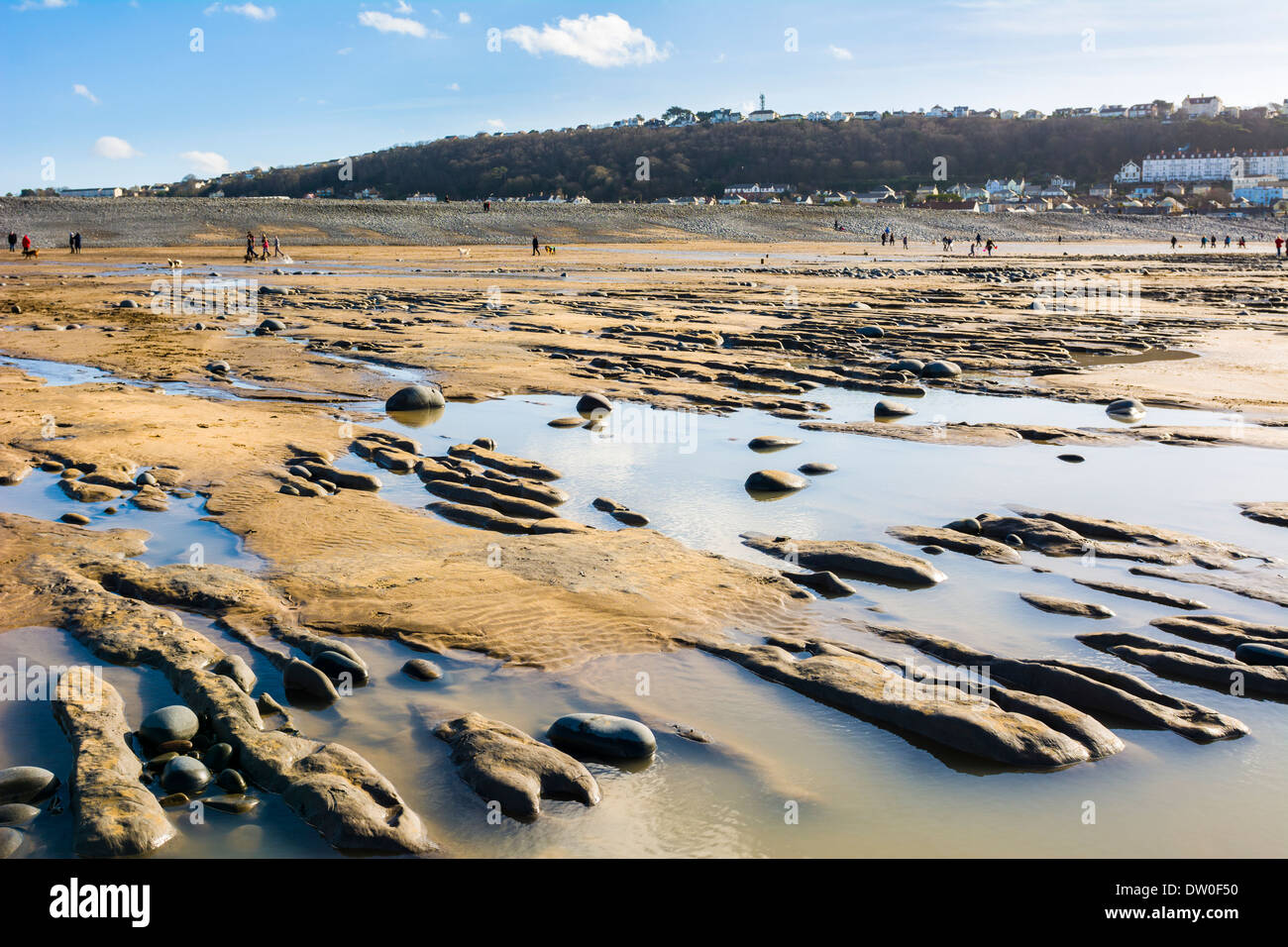 Clay and peat beds containing an ancient forest exposed on the beach at ...