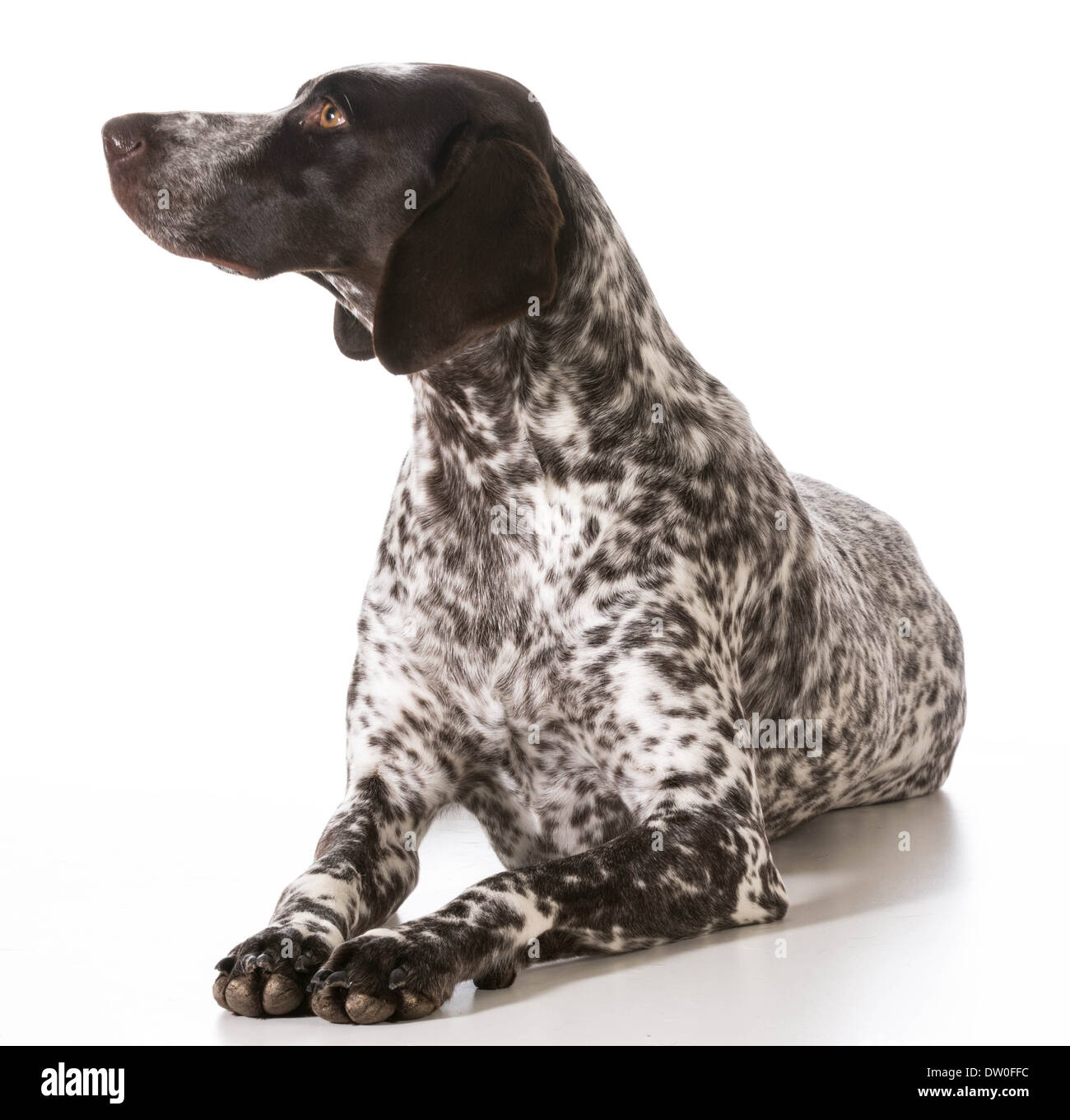 german shorthaired pointer female laying down isolated on white ...