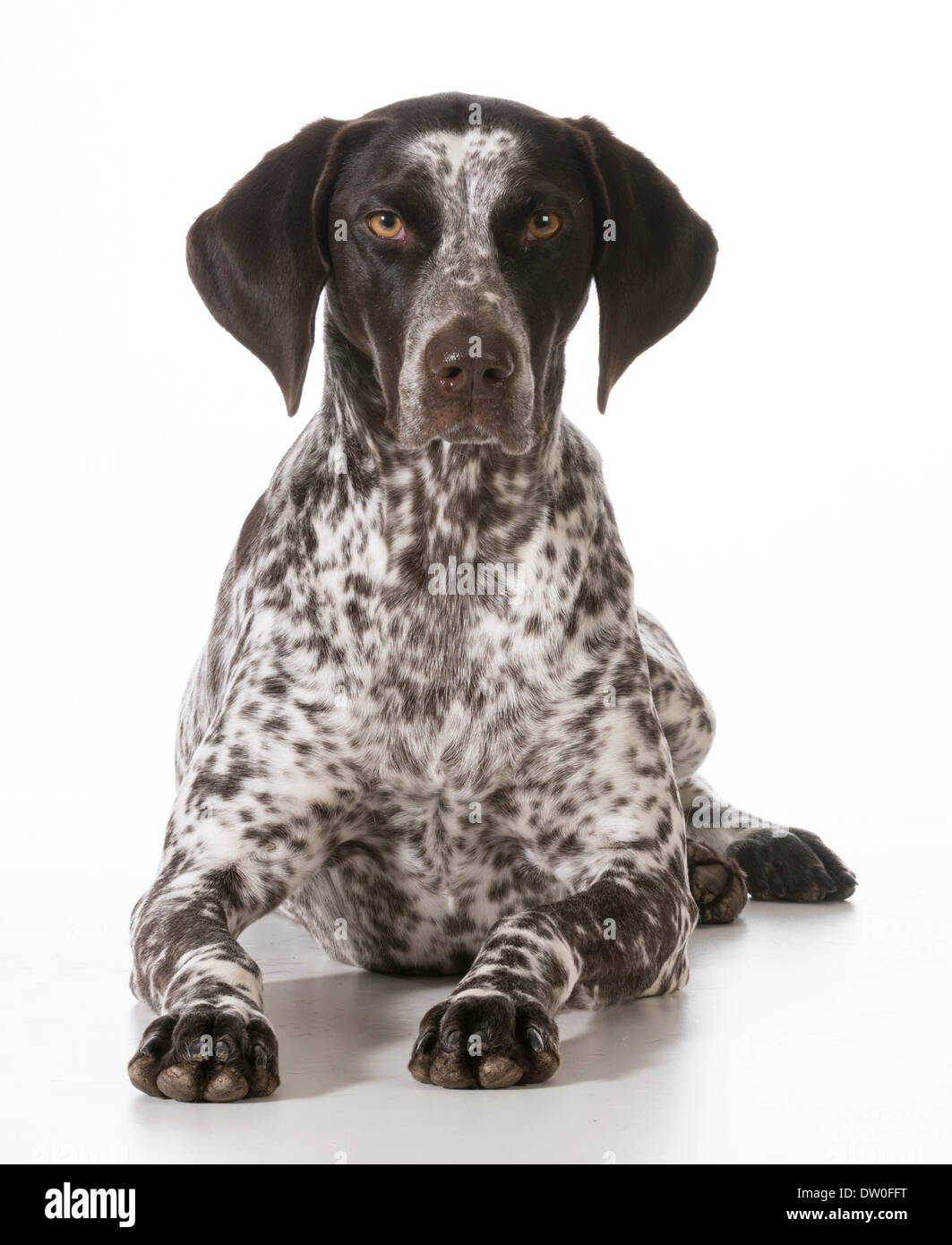 german shorthaired pointer female laying down looking at viewer ...