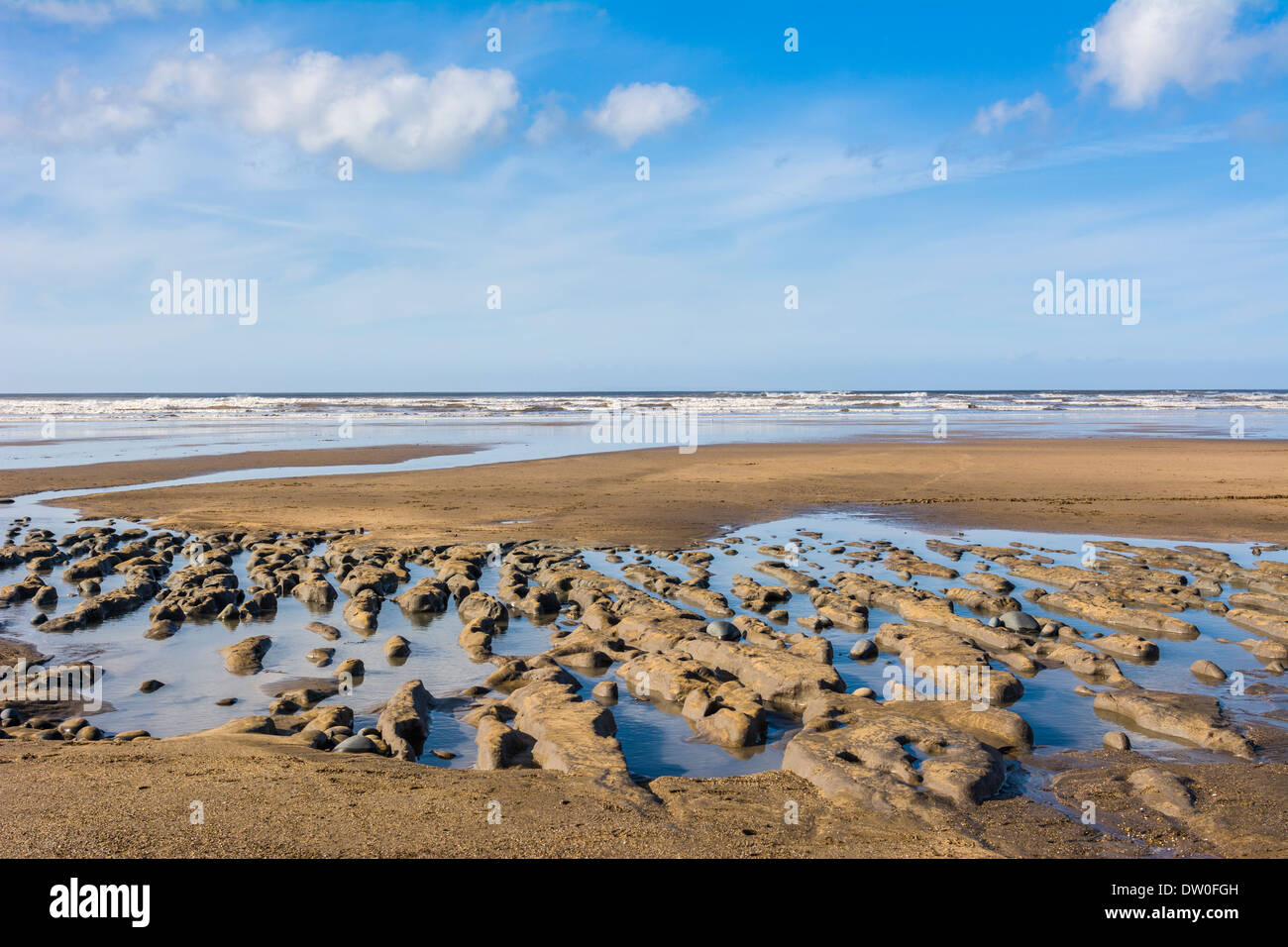 Clay and peat beds containing an ancient forest exposed on the beach at ...