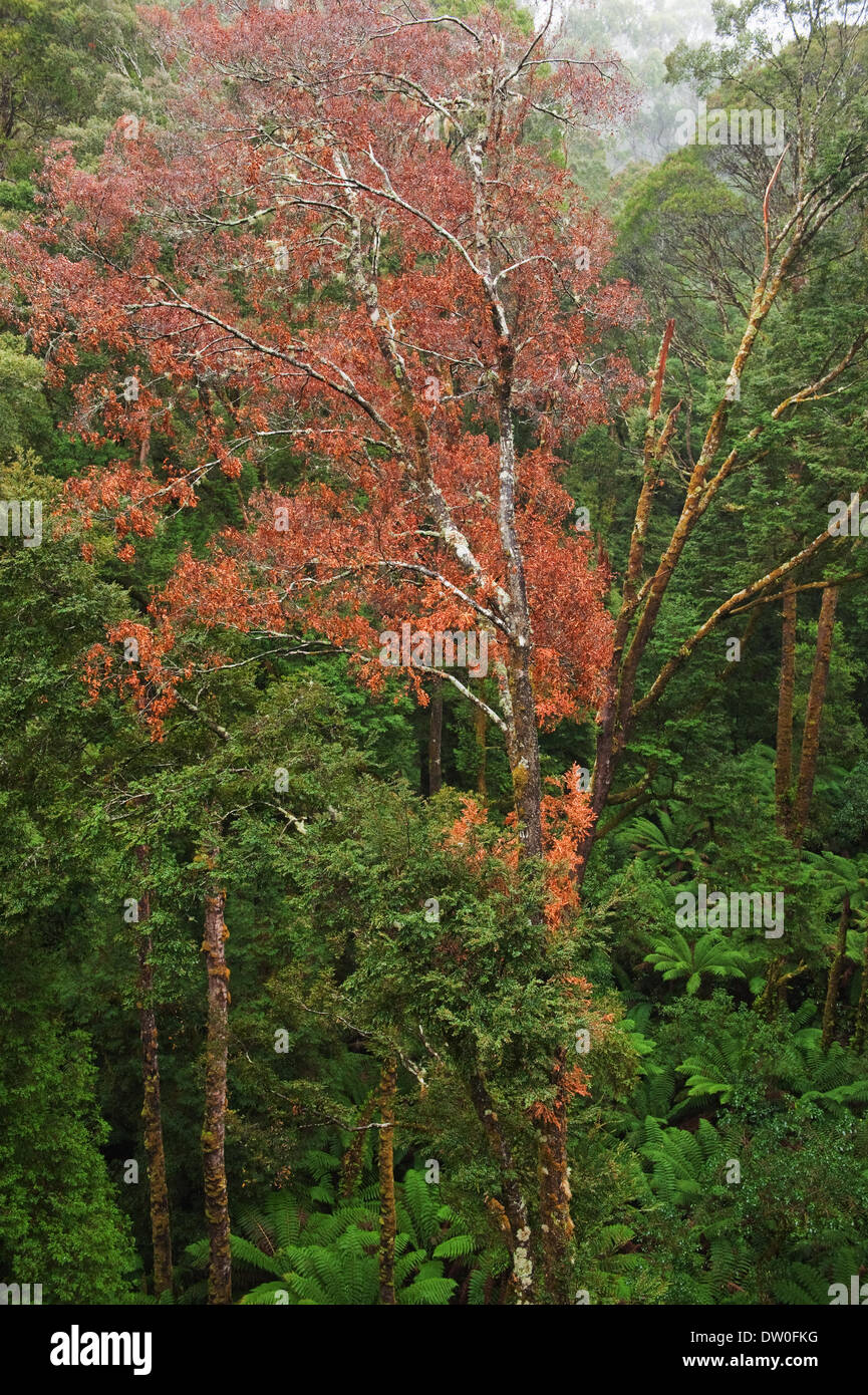 Rainforest view hi-res stock photography and images - Alamy