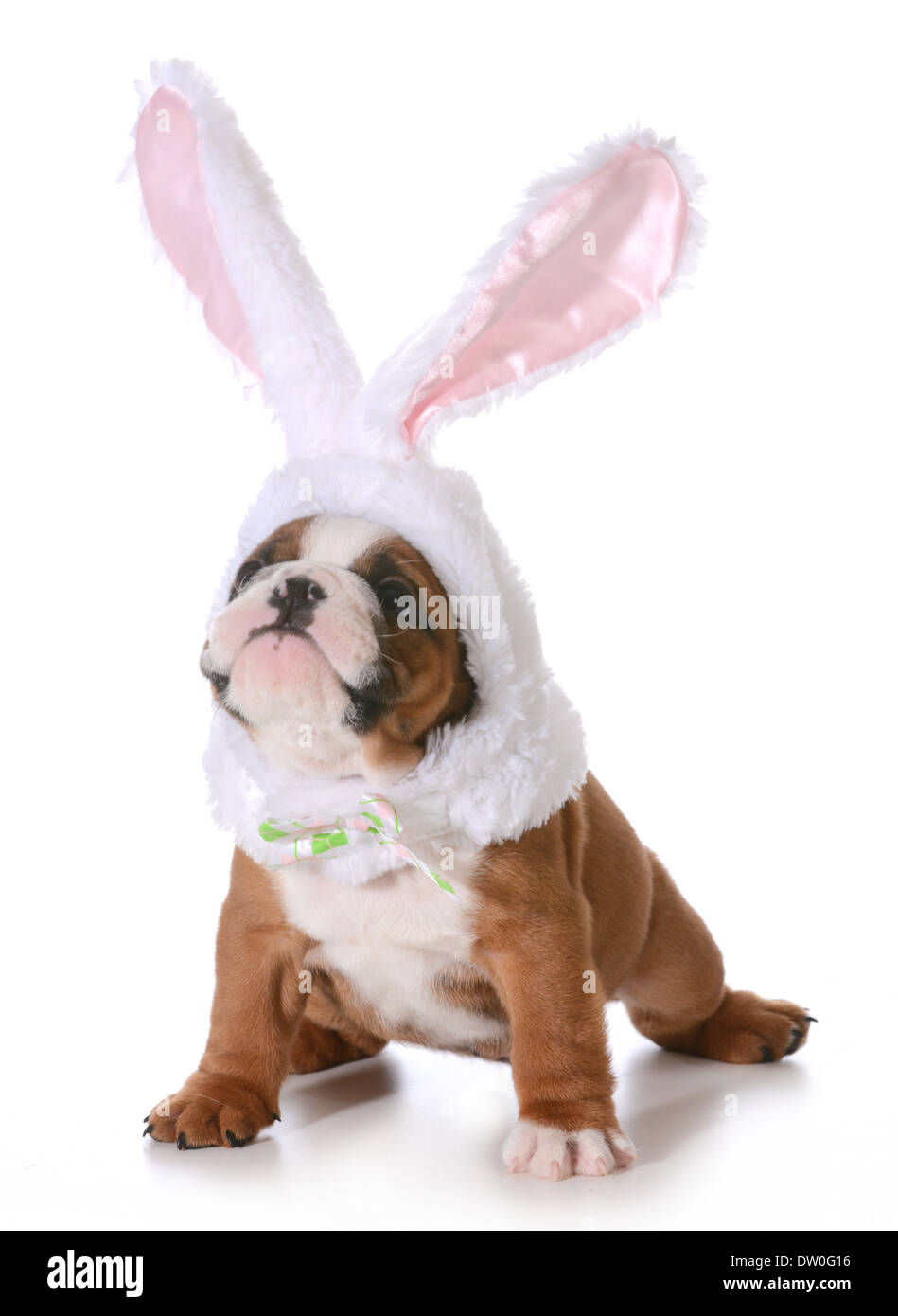 Naughty rabbit Cut Out Stock Images & Pictures - Alamy