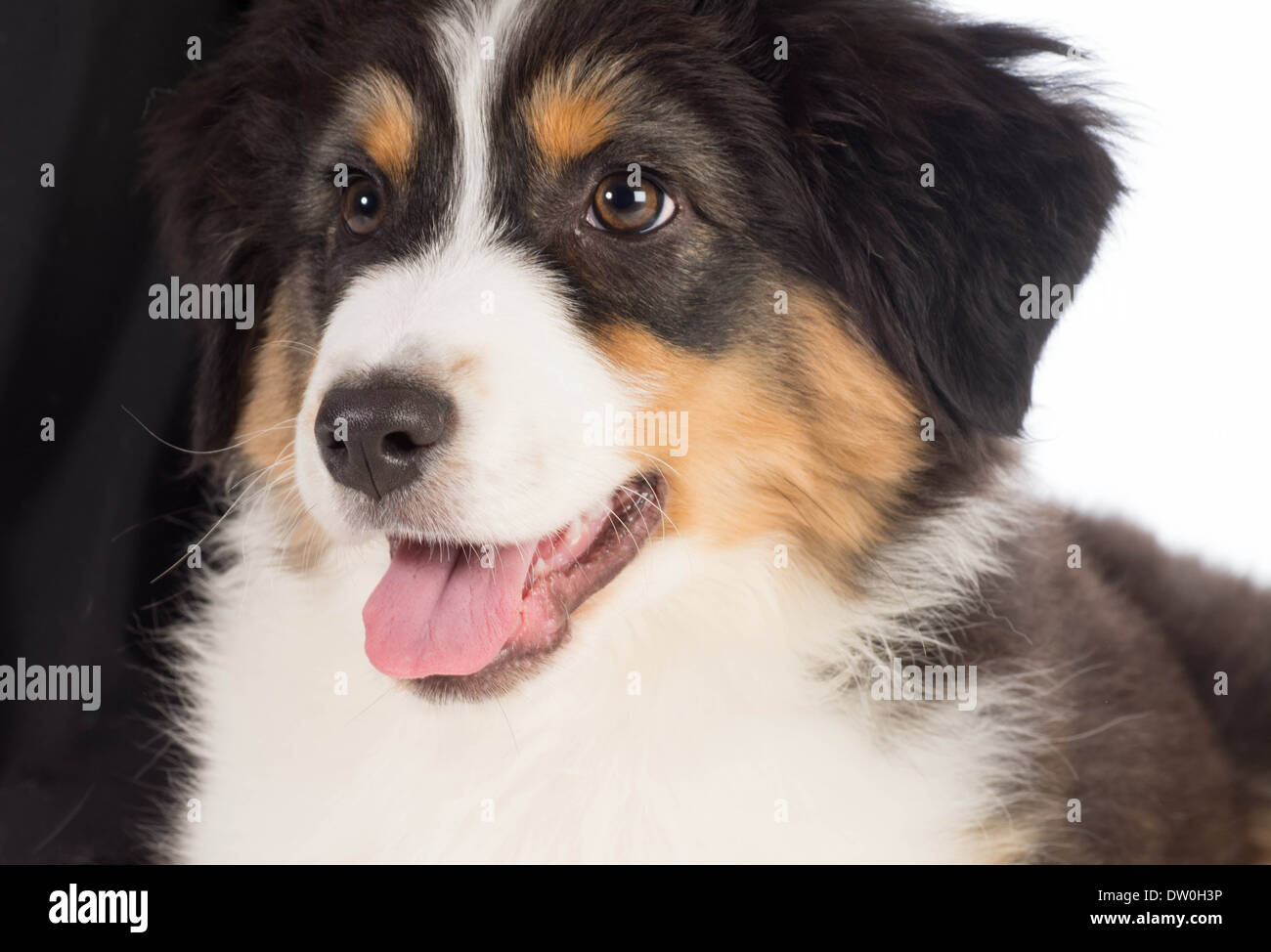 Australian Shepherd puppy portrait - 12 weeks old Stock Photo - Alamy