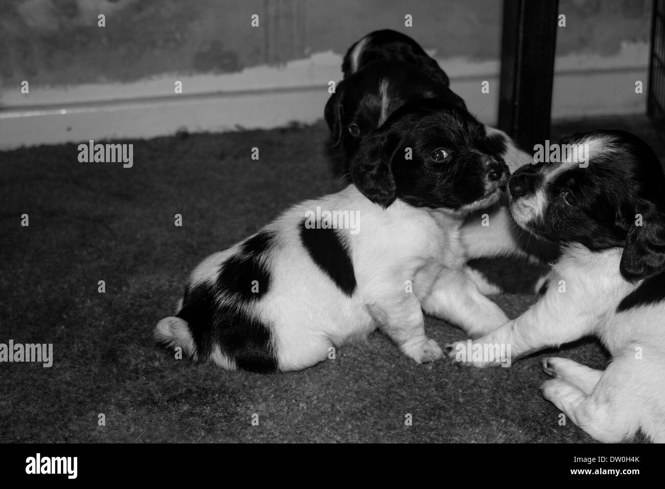 Cute puppy springer spaniels Stock Photo - Alamy
