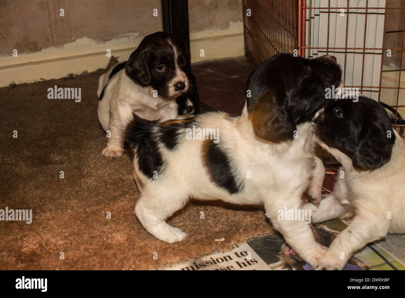 Three playing springer spaniel puppies Stock Photo - Alamy