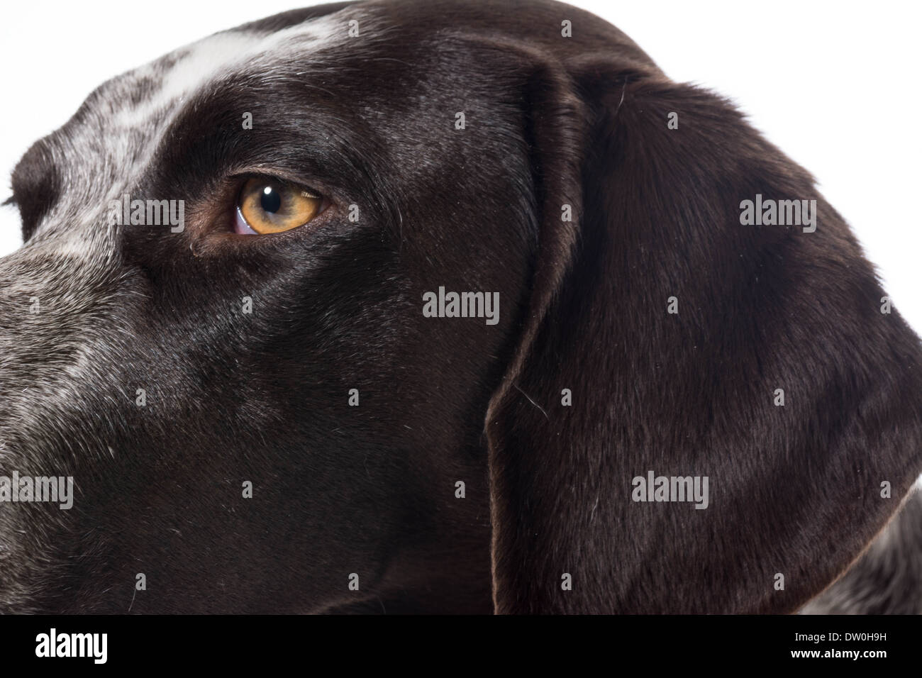 Puppy details hi-res stock photography and images - Alamy