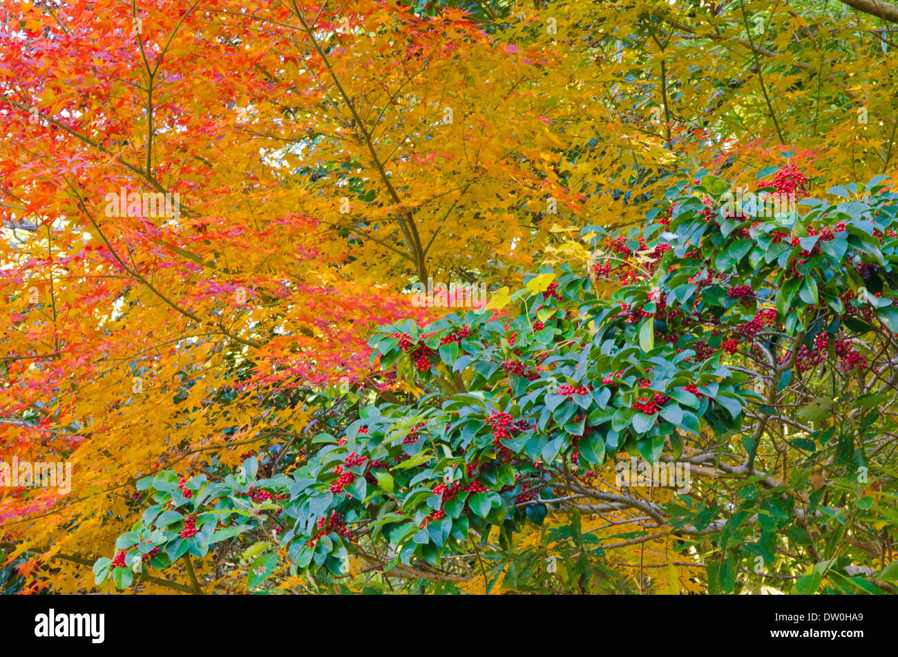 Mochi tree hi-res stock photography and images - Alamy