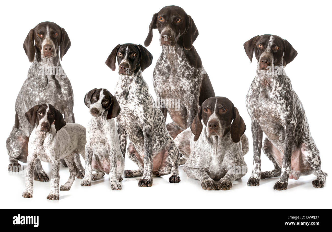 german shorthaired pointers isolated on white background Stock Photo ...