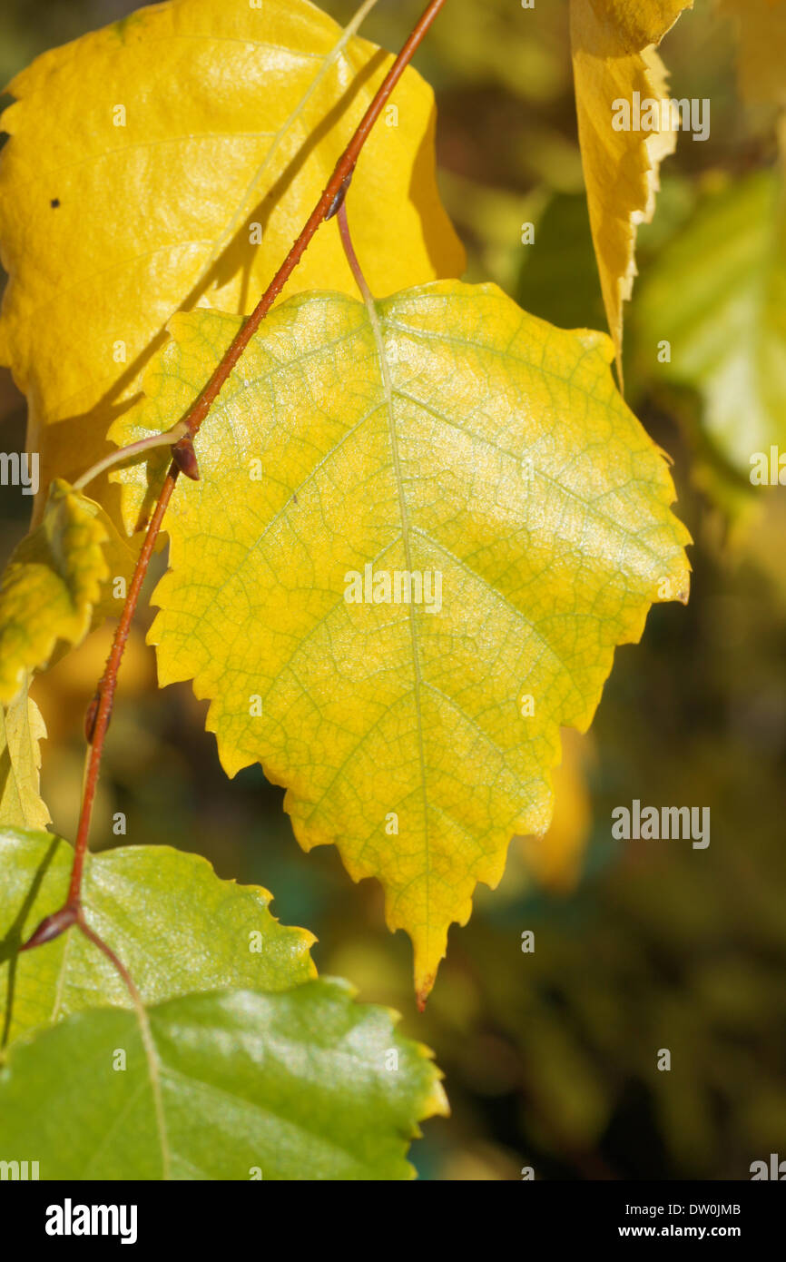 Silver birch tree flower catkin hi-res stock photography and images - Alamy