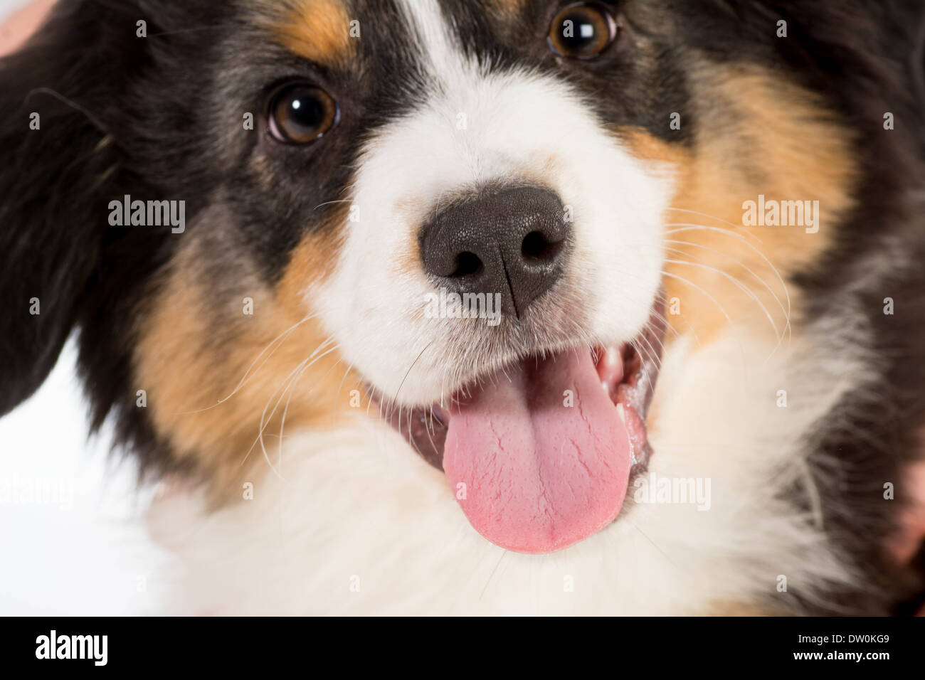 Australian boy 12 hi-res stock photography and images - Alamy
