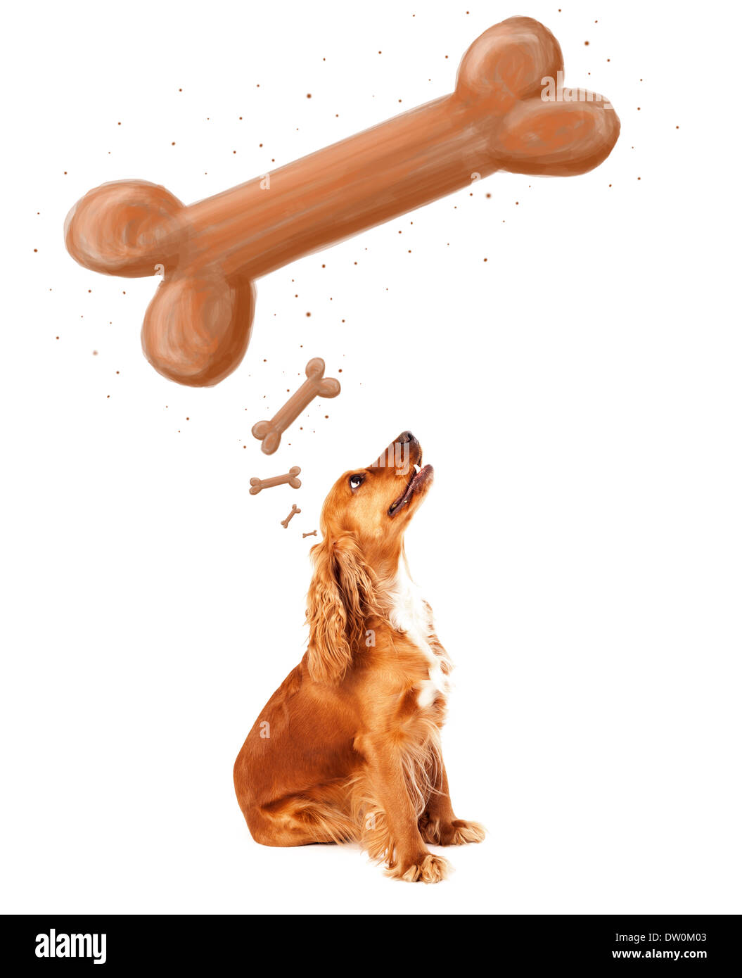 Cute cocker spaniel thinking about a bone Stock Photo - Alamy