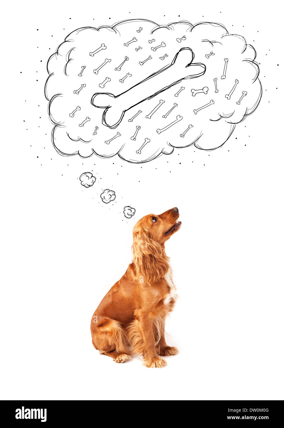 Cute dog with thought bubble thinking about a bone Stock Photo - Alamy