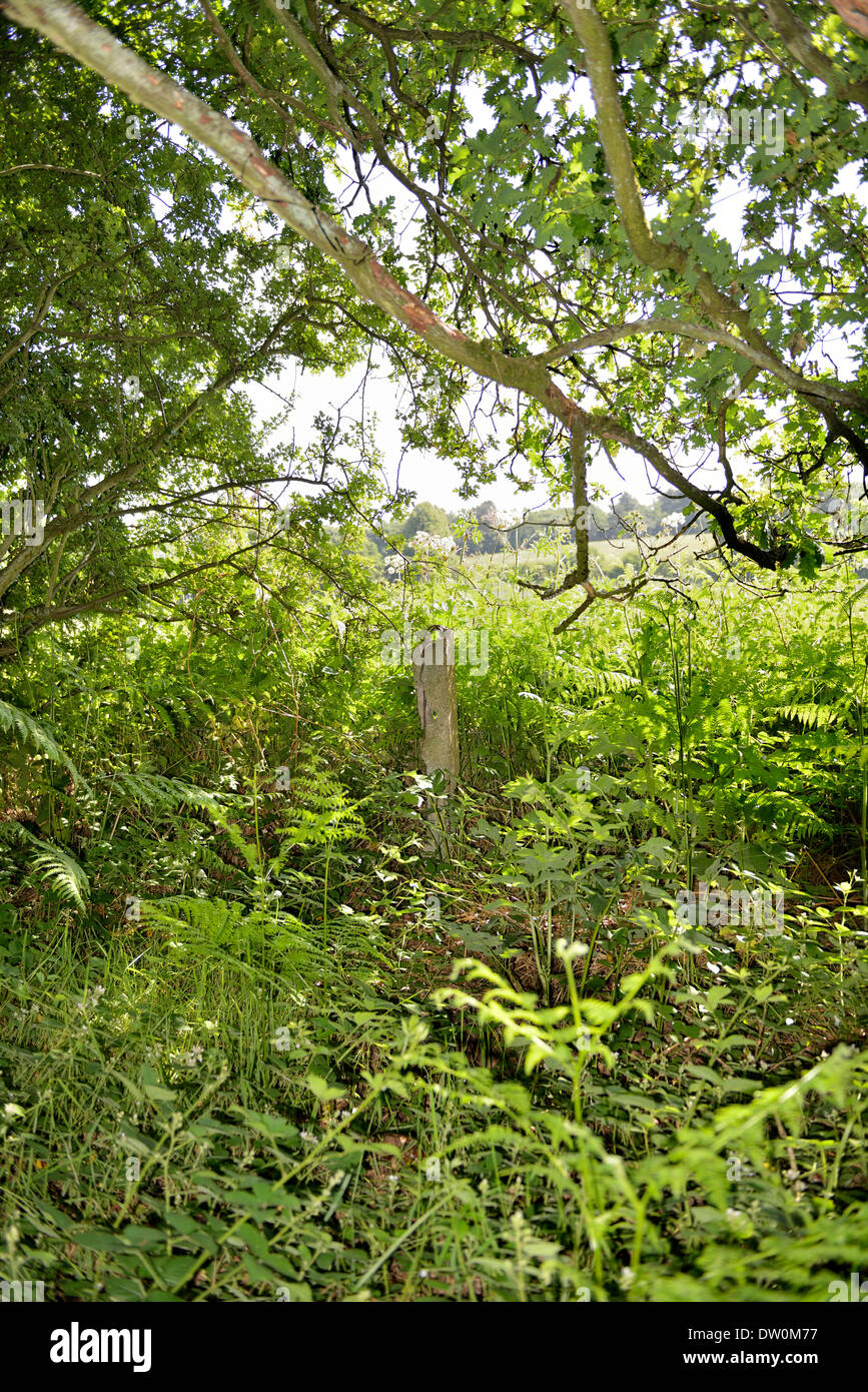 Old concrete post in woodland Stock Photo - Alamy