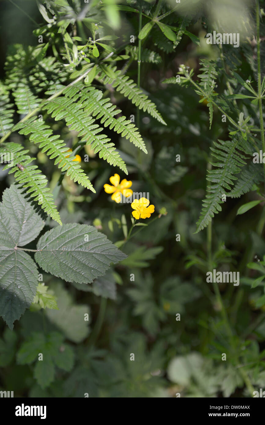 Common yellow wild flower Stock Photo - Alamy